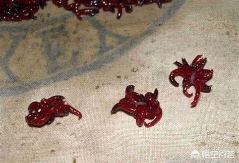 一哥釣魚 冬季用紅蟲釣魚對人體有害嗎 每日頭條