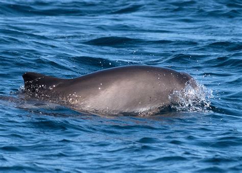 Harbour Porpoise Aimm