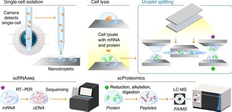 James Fulcher On Linkedin Parallel Measurement Of Transcriptomes And Proteomes From Same Single
