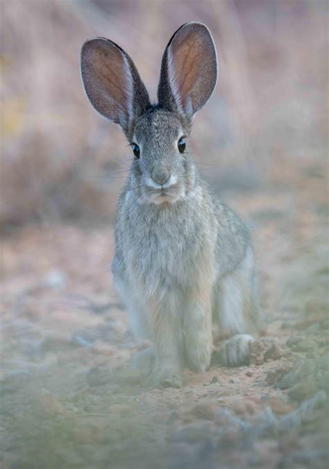 235 Best Jackrabbit Images On Pholder Hunting Nostalgia And Nature