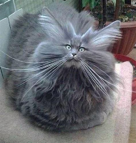 10 Cats Who Are Not Happy With Their New Haircuts Funny Animal
