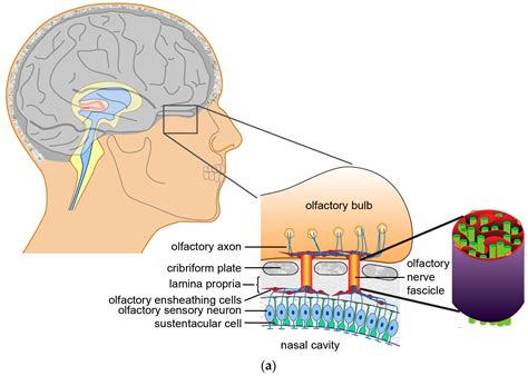 Origin Of Olfactory Nerve