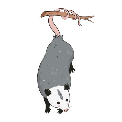 Cute Opossum Isolated On A White Background Vector Graphics 24116328 Vector Art At Vecteezy