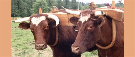 Yoked Oxen Greenfield Recorder Trainable Useful Giants Oxen Coming