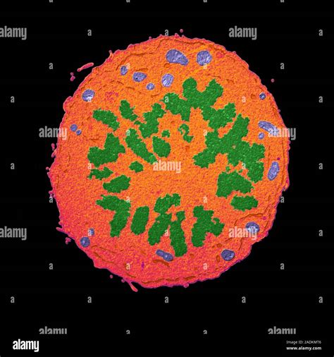 Mitosis Coloured Transmission Electron Micrograph Tem Equatorial Section Through A Human T