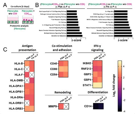 Direct Contact Between Fibrocytes And Cd8 T Cells Favors The