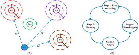 A Grey wolves in the search space ²⁶ B Four stages of grey wolf Download Scientific Diagram