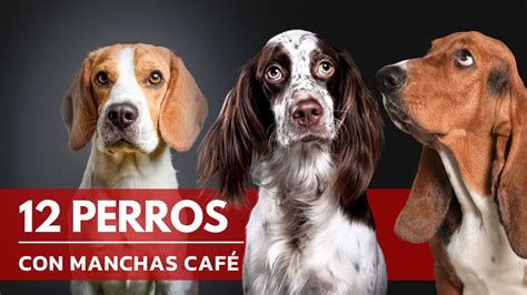 12 Razas De Perros Con Manchas Café Con Blanco Terránea Youtube