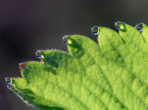 Why Do Some Plants Have Dew And Not Others Its Guttation