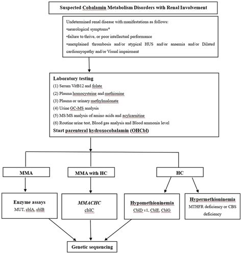 The Proposed Diagnostic Algorithm For Suspected Cobalamin Metabolism