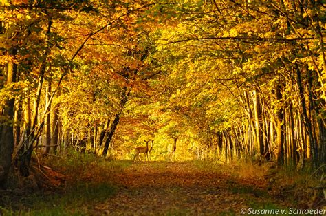 Soul Centered Photography Magic In The Woods