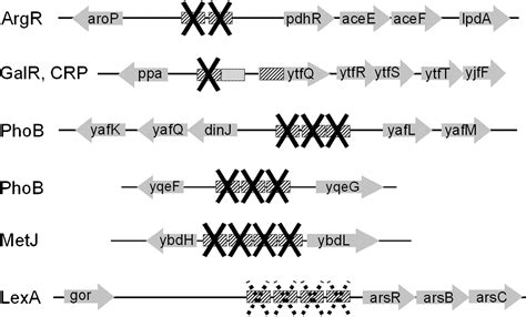 Transcription Factor Binding Site