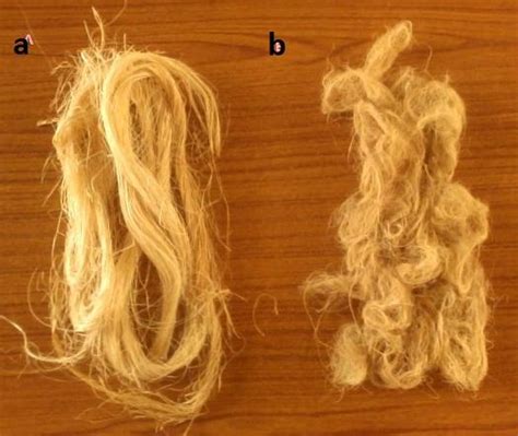 A Banana Fiber B Borassus Fiber Download Scientific Diagram