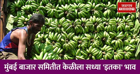 मुंबई येथील कृषी उत्पन्न बाजार समितीत केळीला सध्या मिळतो आहे इतका भाव