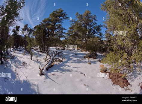 The Kaibab Forest In Winter Near Waldron Canyon West Of Hermits Rest At