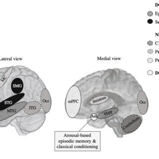 Primary Brain Structures Associated With Declarative And Nondeclarative Download Scientific