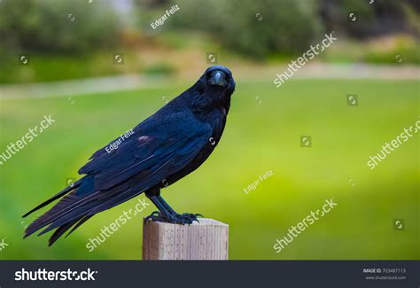 Nevermore Raven Stock Photo Shutterstock