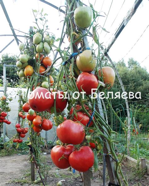 Томат Минусинское сердце • Описание, Отзывы, Фото, Семена