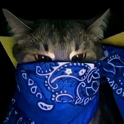 Cat Aesthetic Cat Tattoo Cat Drawing Cats Pfp Cat Cat Icon Cat Pfp Cute