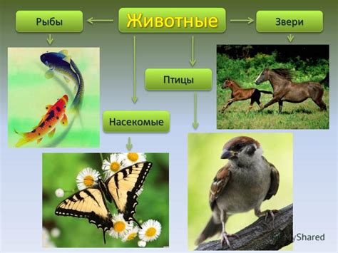 Презентация по окружающему миру 1 класс животные
