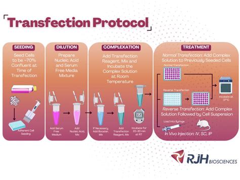 Transfection Protocol Nucleicaciddelivery Dna Mrna Sirna Crispr Geneexpression