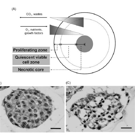 A Model Of The Spheroid Formation Process Spheroid Formation Can Be