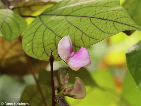 Lablab Purpureus • Floravegeu