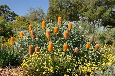 Growing Western Australian Plants Kings Park