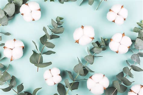 신선한 유칼립투스 브랜스와 코튼 플라워 헤드로 만든 창의적인 프레임 개념에 대한 스톡 사진 및 기타 이미지 개념 고풍스런 공휴일 Istock