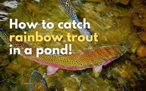 How To Catch Rainbow Trout In A Pond EASY Tips From Fisheries
