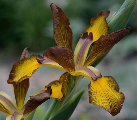Iris Spuria Iris Plants