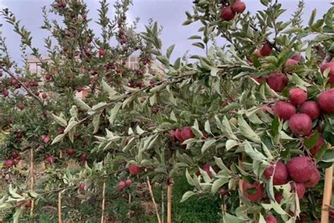 التفاح اللبناني الى الأردن خلال أيام نداء الوطن