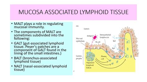Mucosa Associated Lymphoid Tissue