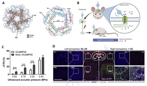 Mscl G22s Mediated Sonogenetics A Structural Of Mscl 44 B Schematic