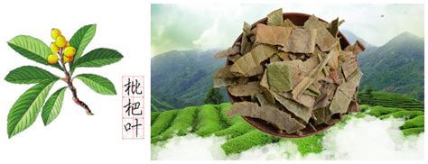熊果酸98枇杷叶提取物 乌索酸 Uosolic Acid77 52 1乌苏酸10g袋 阿里巴巴
