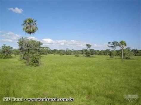 Fazenda Cocalinho Mt Área De 35500 Hectares Em Cocalinho Mt 104458