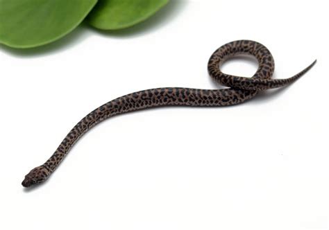 Het Granite Spotted Python Female Dynasty Reptiles