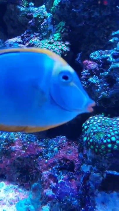 Սահակյանցի մուլտֆիլմի ձկնիկը Youtube