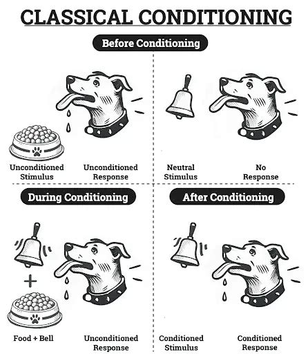 What Is Classical Conditioning In Dog Training Pavlovs Method Explained