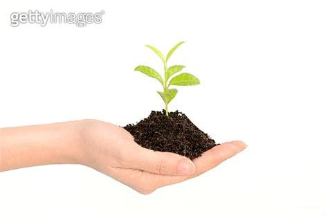 새싹 이미지 A9087721 게티이미지뱅크