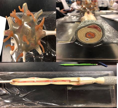 Lab Exam Axons Diagram Quizlet