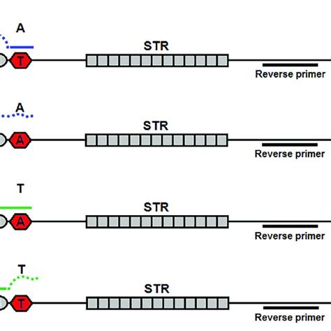 Pdf A Novel Multiplex Assay Of Snp Str Markers For Forensic Purpose