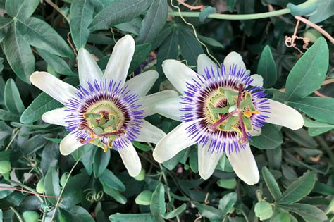 열 대 숲 속의 꽃 수동 식물 레이디 마가렛 의 종류 수평 프레임 복사 Spase 0명에 대한 스톡 사진 및 기타 이미지 0명 Passionvine 가시관 Istock