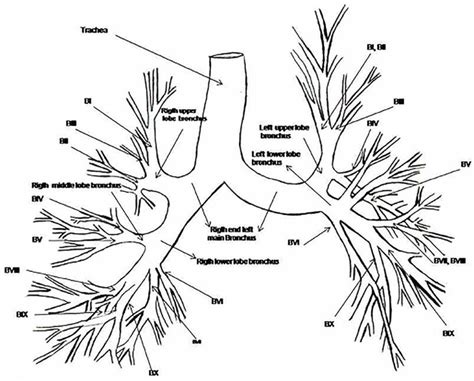 Segmental Bronchi