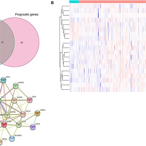 Identification And Expression Of The Overlapping Genes Between Degs And