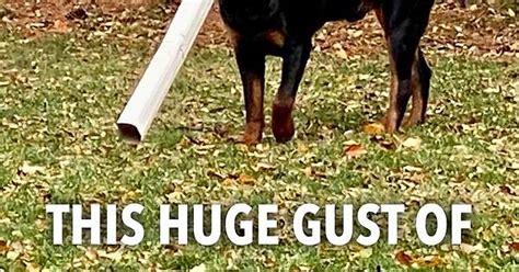 Maximus Is On The Naughty List Meme On Imgur