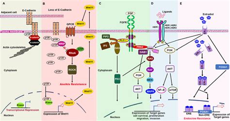 Schematic Representation Of Different Molecular Pathways Involved In