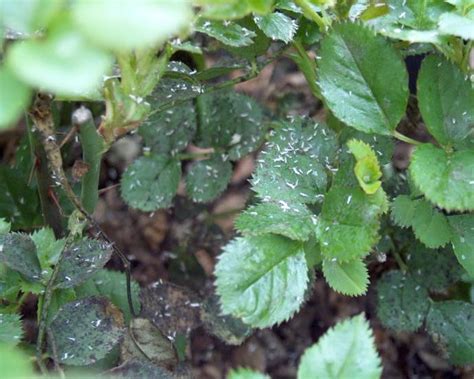 Bladluizen Lens Roses