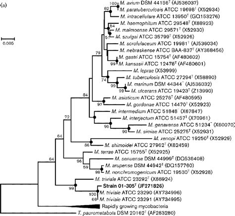 Alignments Of Hypervariable Regions A And B Of The 16s Rrna Gene Download Scientific Diagram