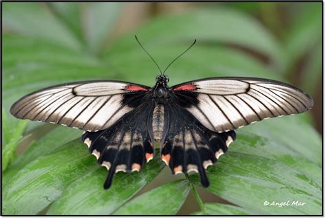 Butterflies And Dragonflies Mariposas Extranjeras
